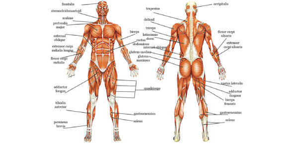 The Muscular System Ultimate Test Quiz ProProfs Quiz the-muscular-system-ultimate-test-quiz-proprofs-quiz